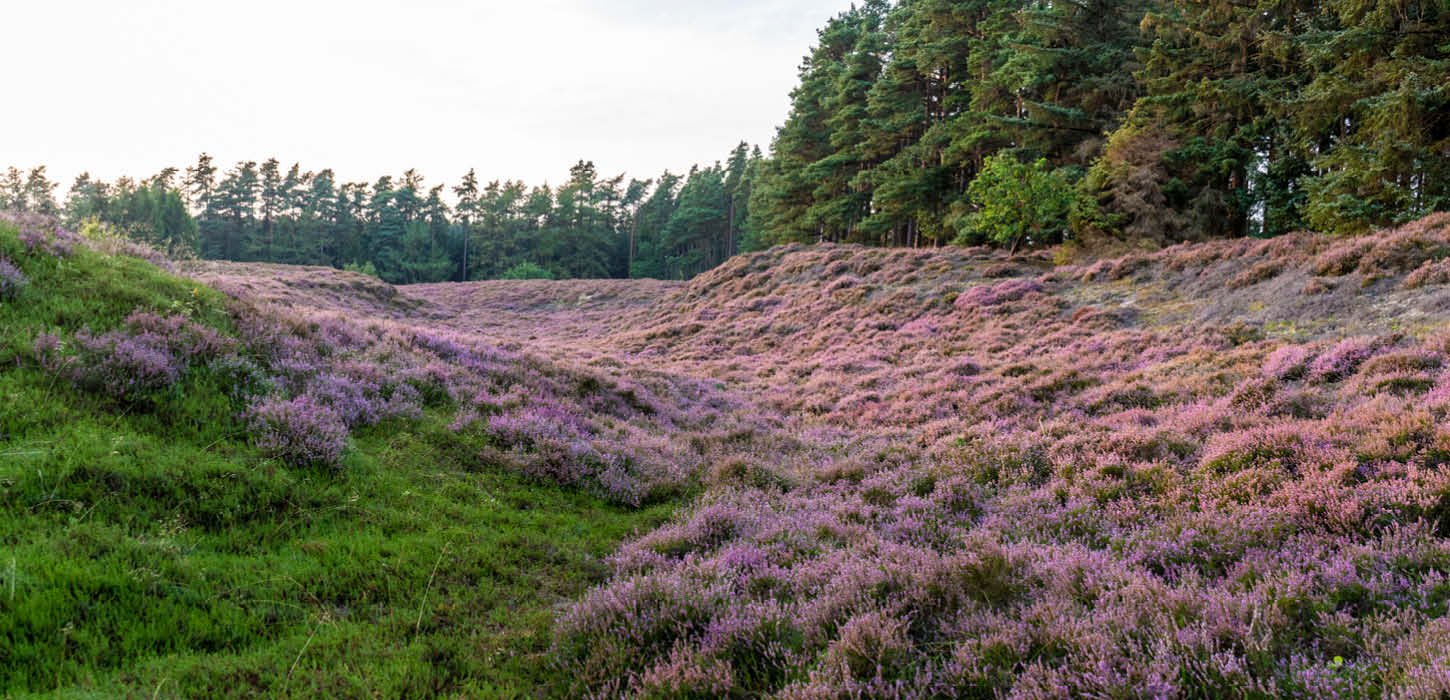 The hidden heath at Kværs | VisitSønderjylland